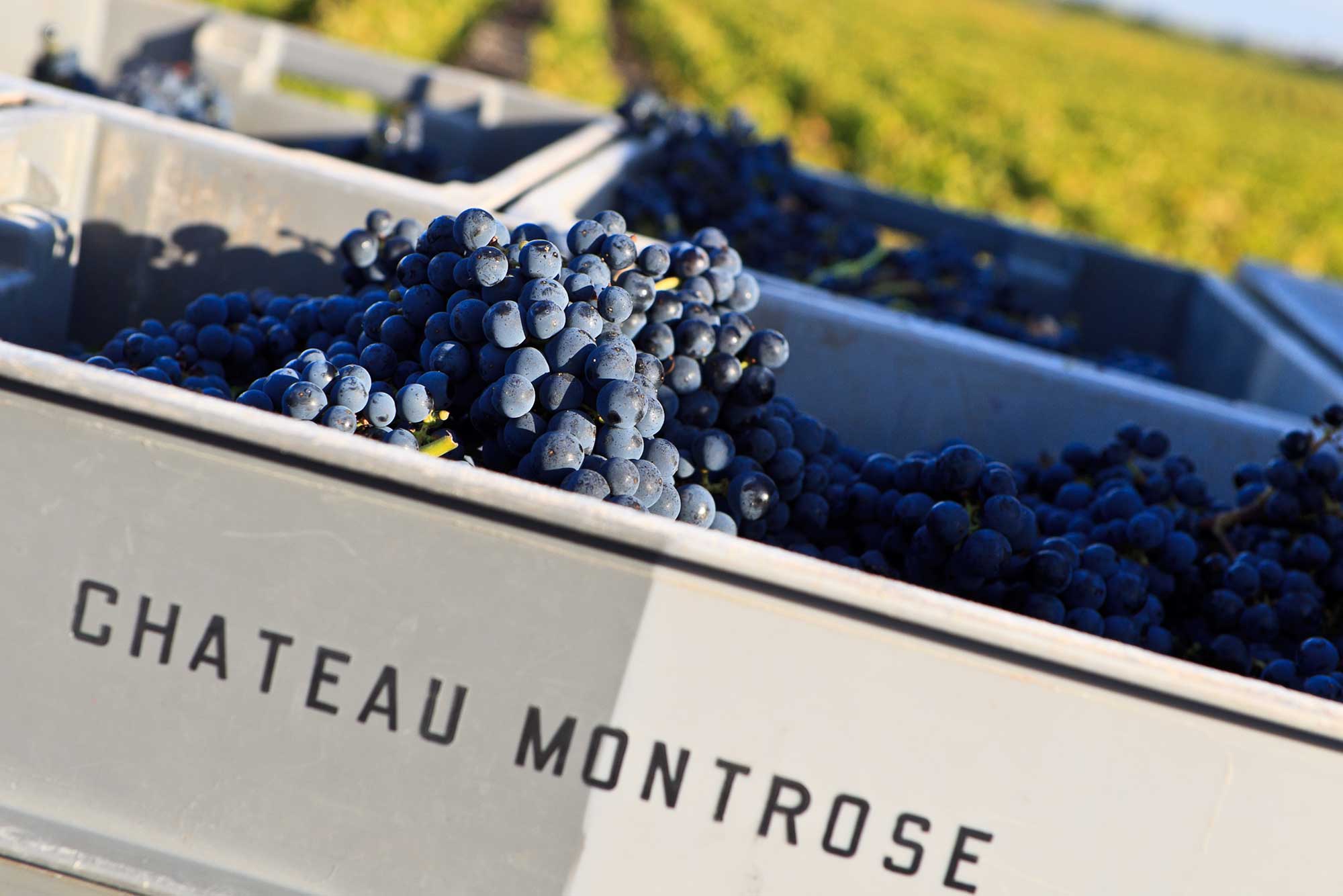 2015 Grape Harvest at Château Montrose - Château Montrose
